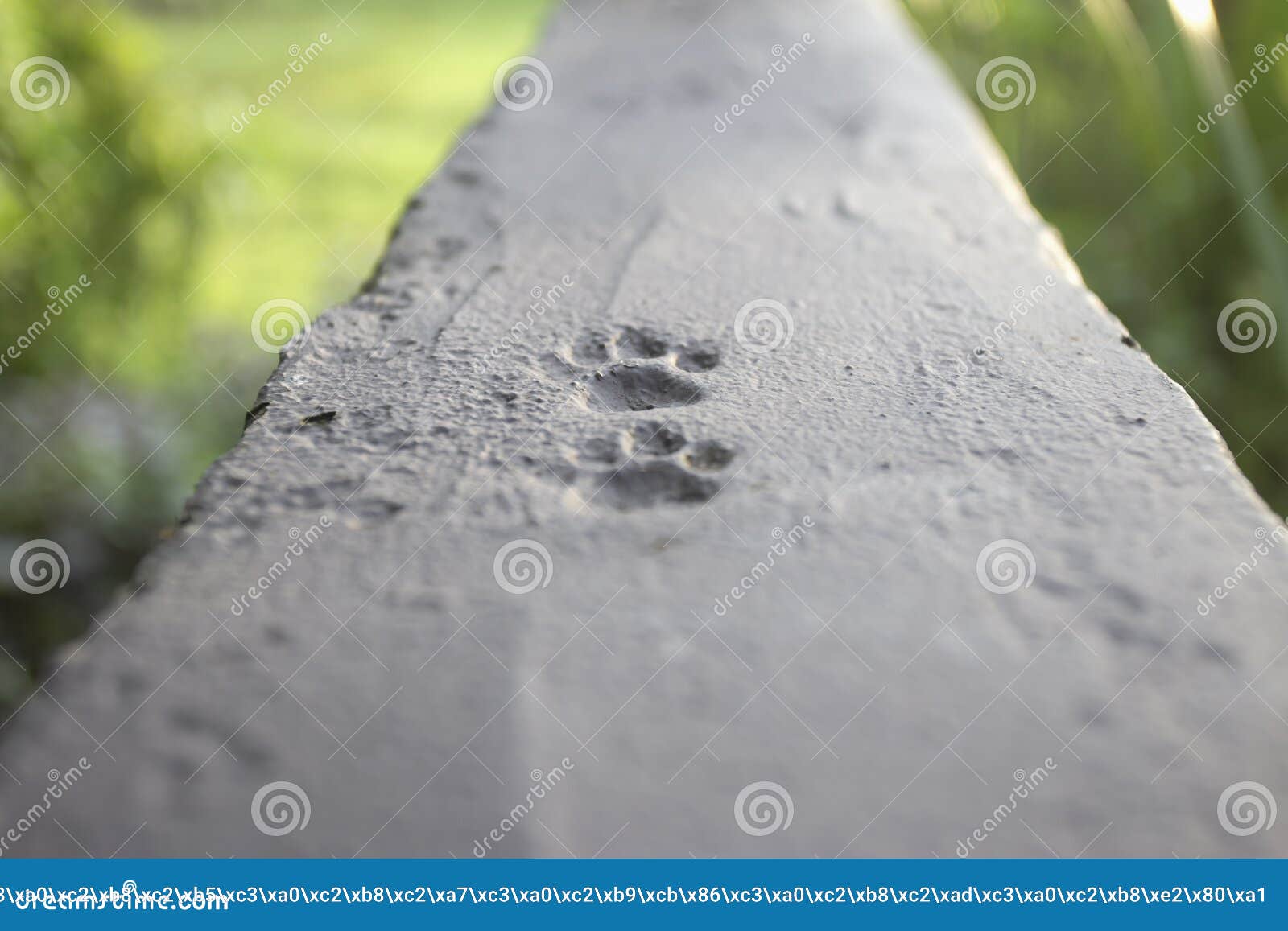 Cat Footprints on Cement Wall Stock Photo - Image of backdrop, walkway ...