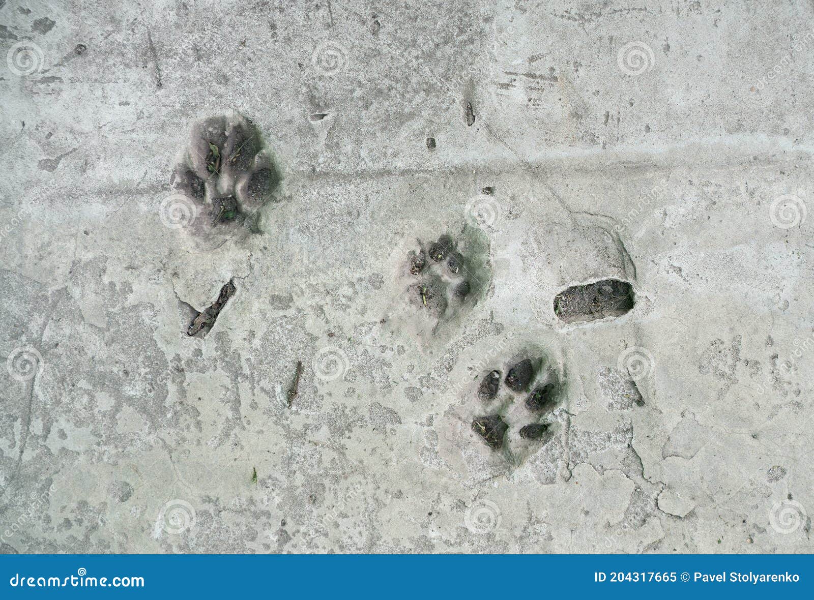 Cat footprints on concrete stock image. Image of wallpaper - 204317665