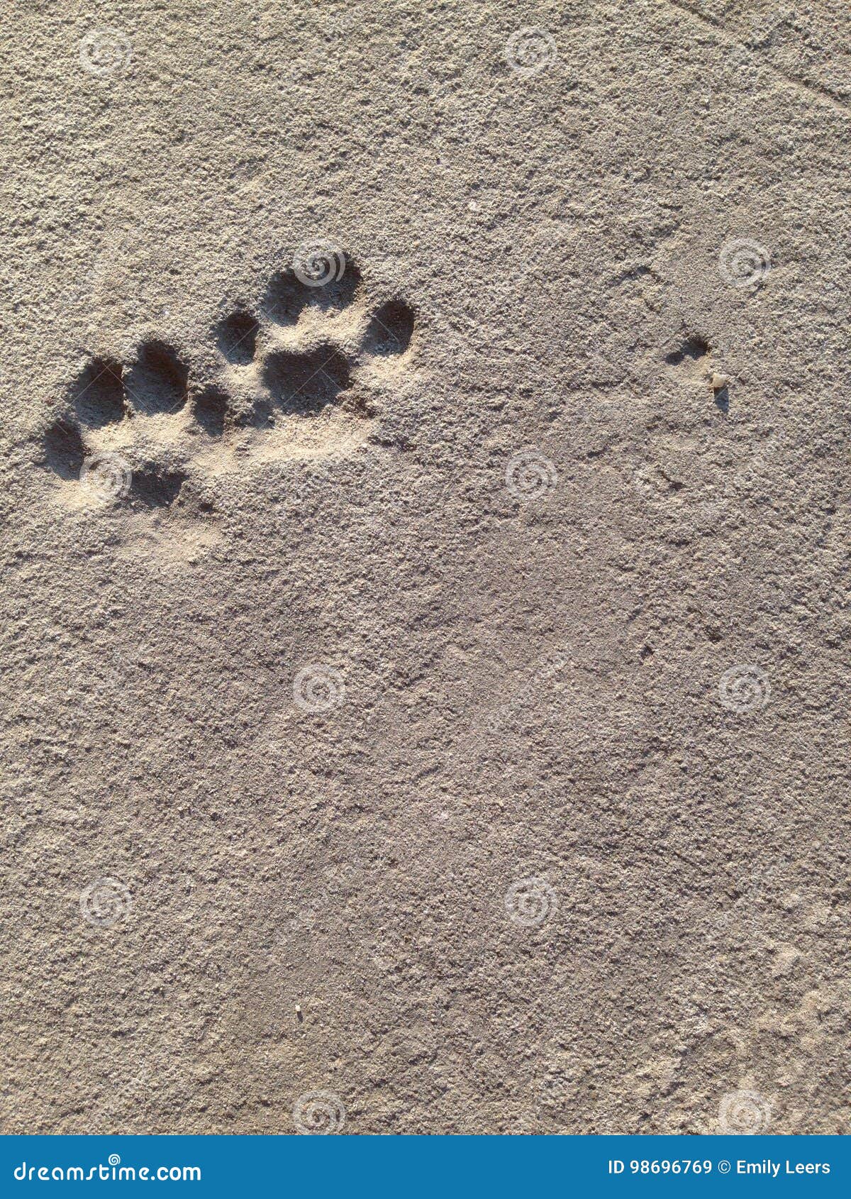 Cat footprints stock image. Image of prints, footprints - 98696769