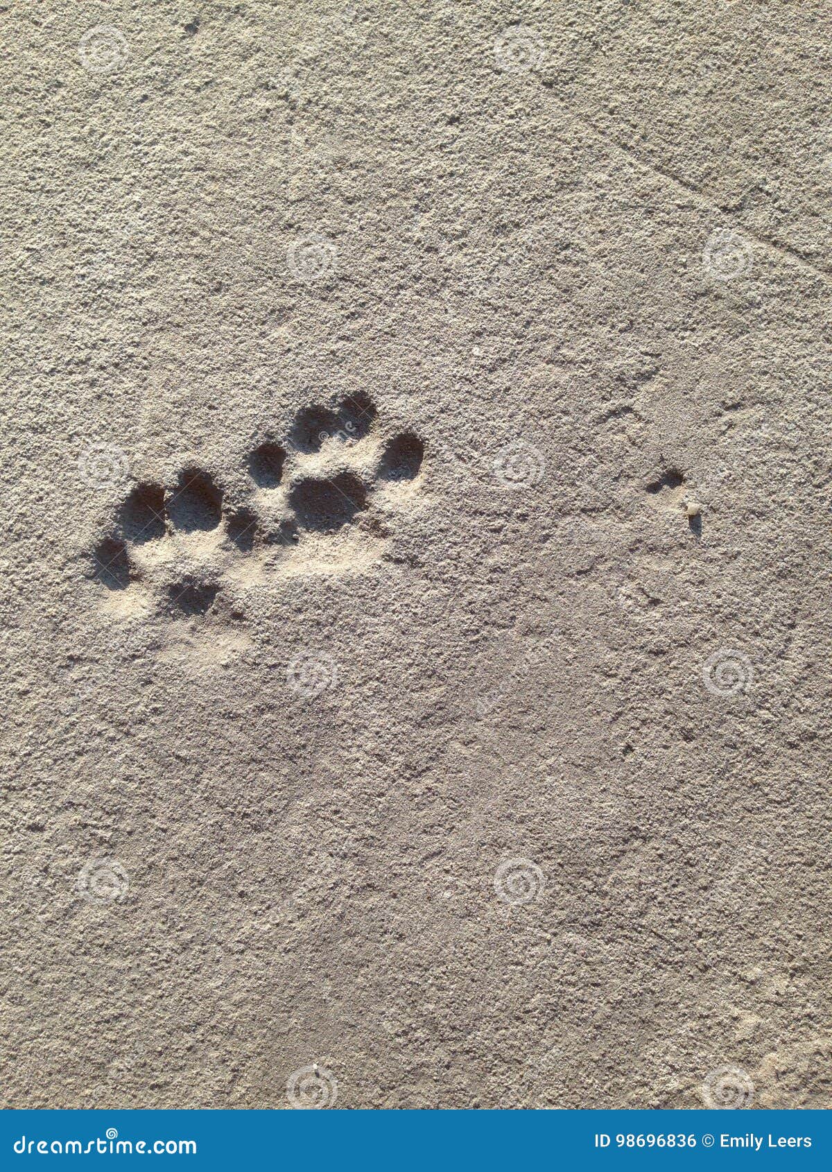 Cat footprints stock photo. Image of soil, footprints - 98696836