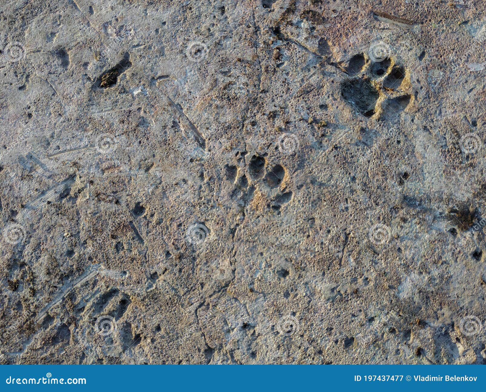 Cat Footprints on Concrete Surface Stock Image - Image of formation ...