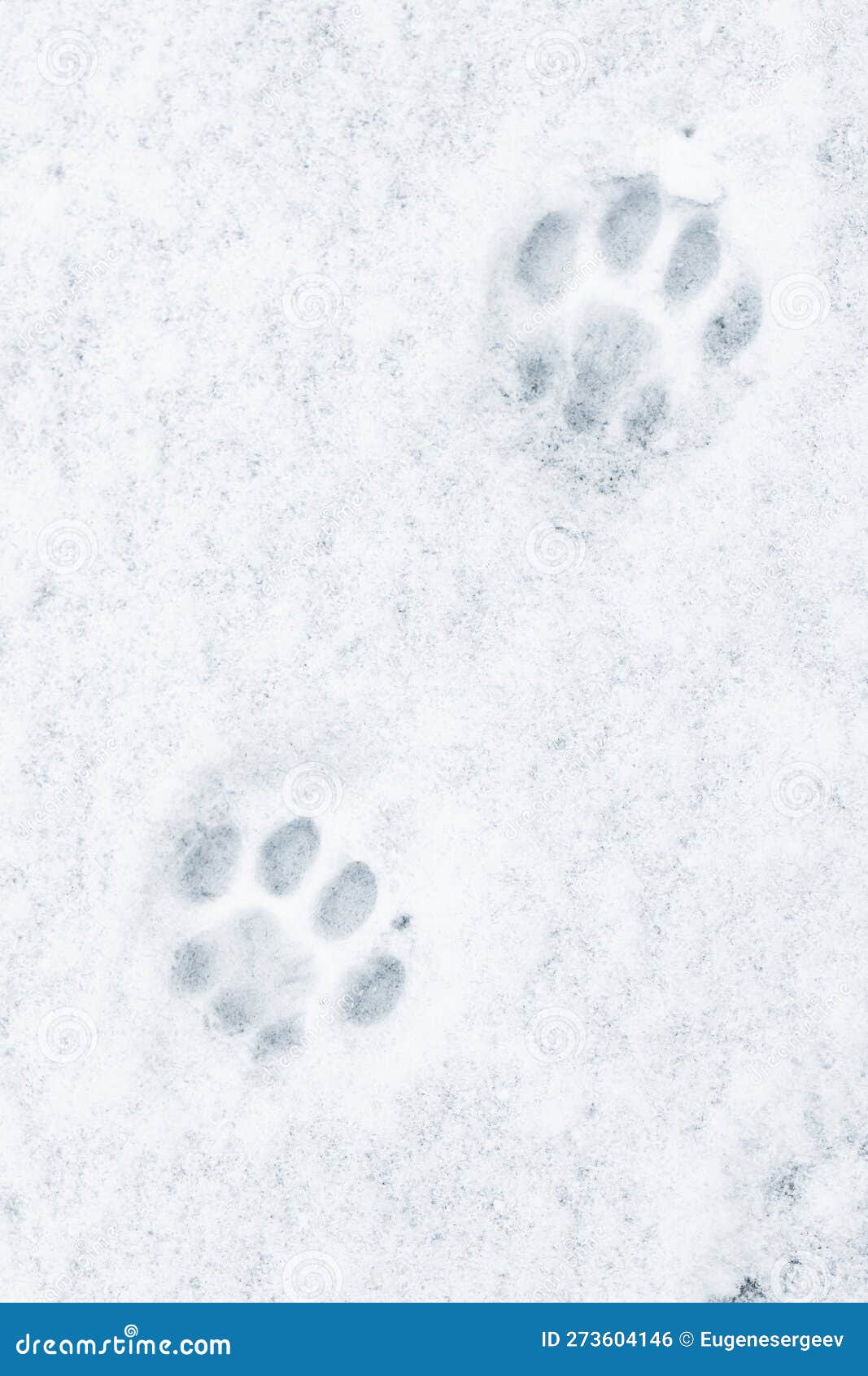 Cat Footprints in the Snow, Close-up Photo Stock Photo - Image of fresh ...