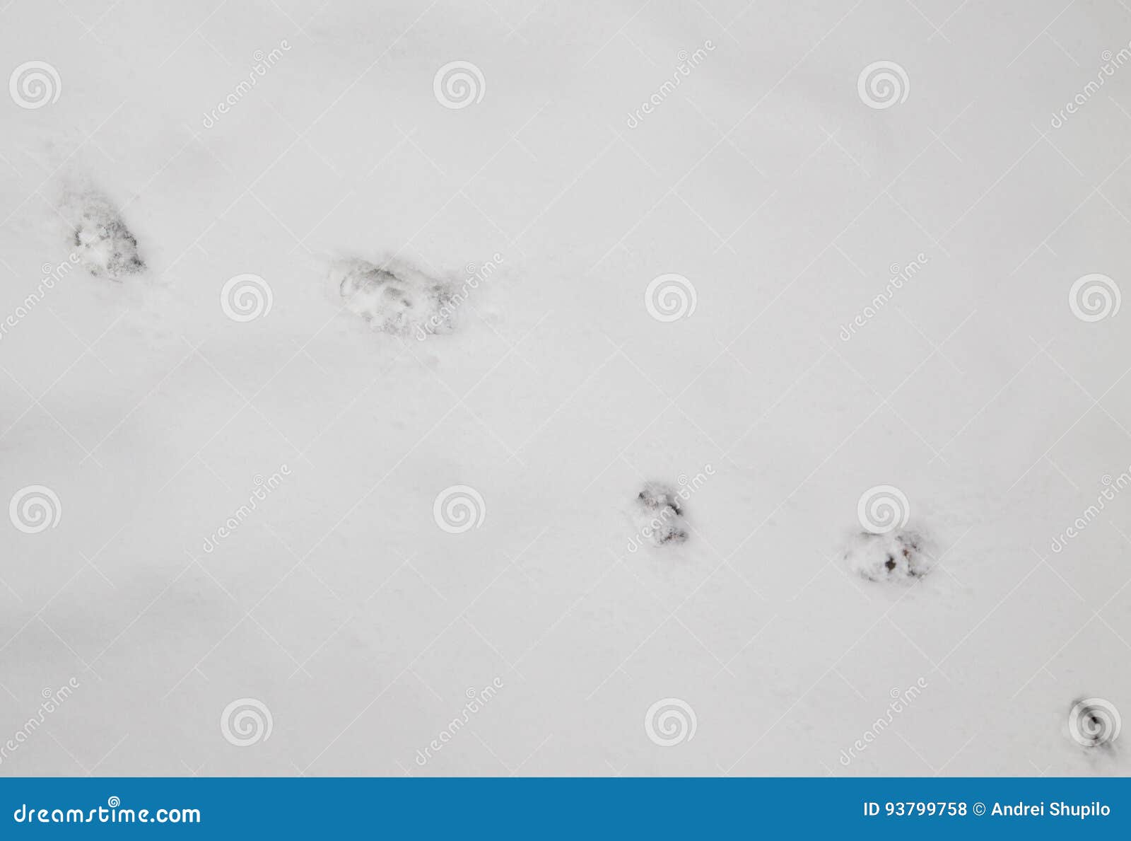 Cat footprints in the snow stock photo. Image of trace - 93799758
