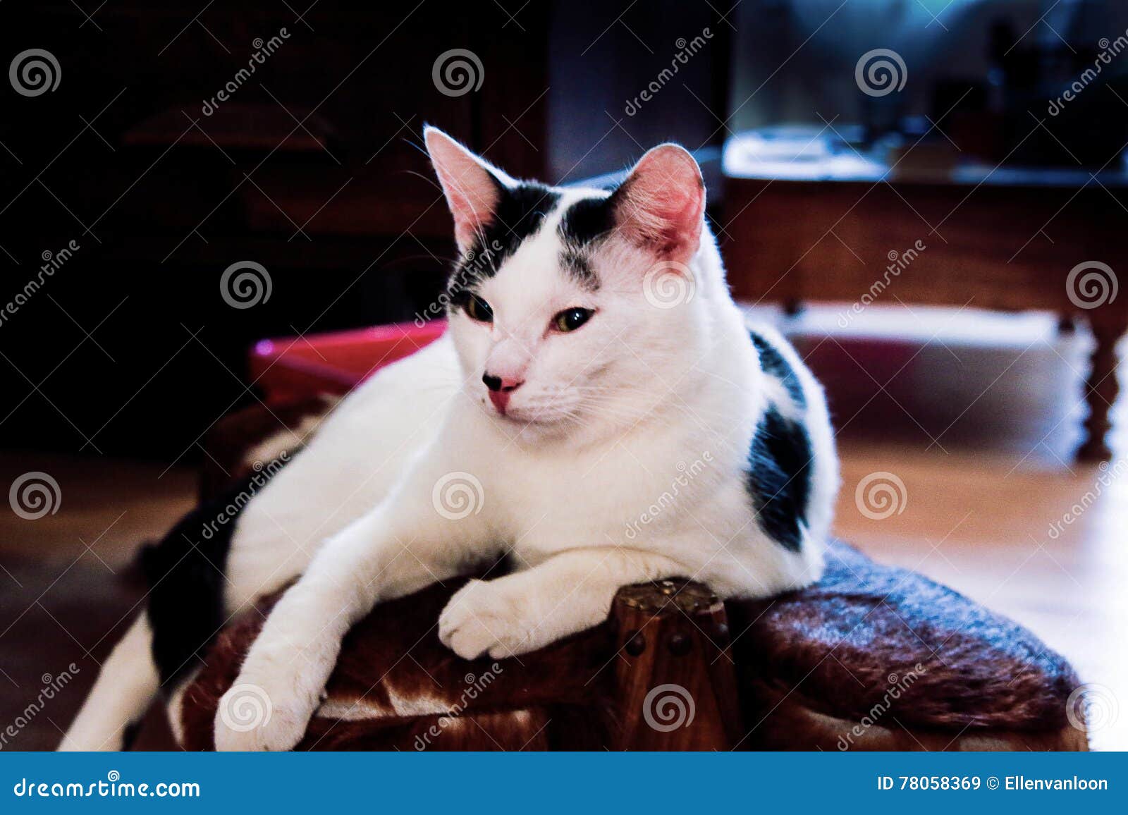 Cat on footrest stock image. Image of beautyful, resting - 78058369