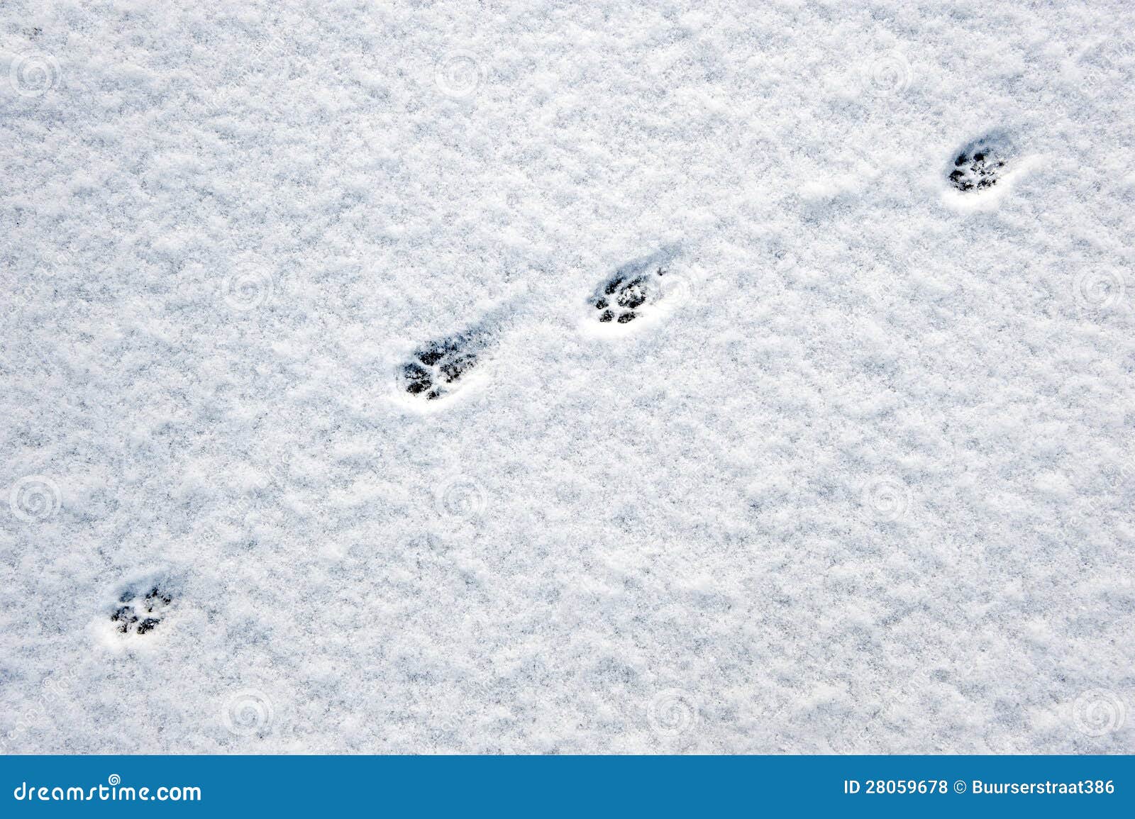 Cat footsteps stock photo. Image of frost, cold, white - 28059678