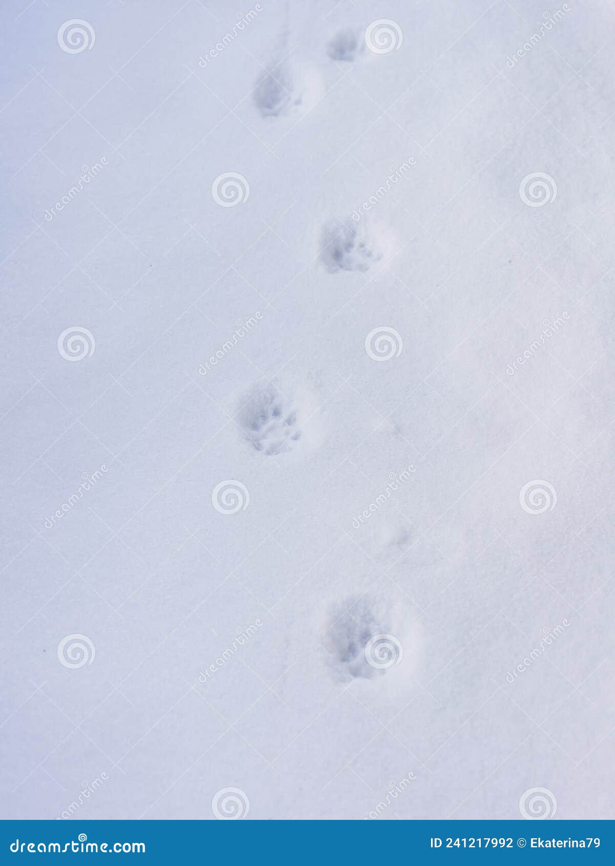 Cat footsteps on a snow stock photo. Image of winter - 241217992