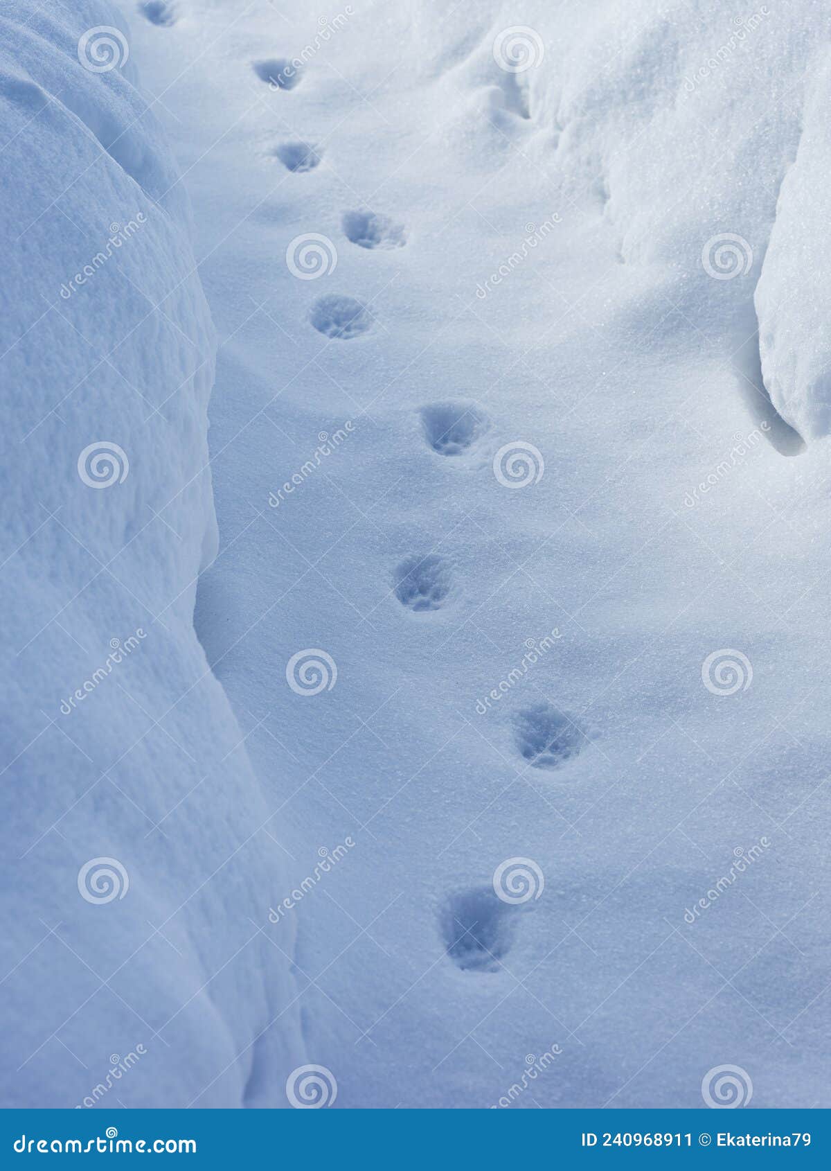 Cat Footsteps on Snowy Path Stock Image - Image of winter, path: 240968911