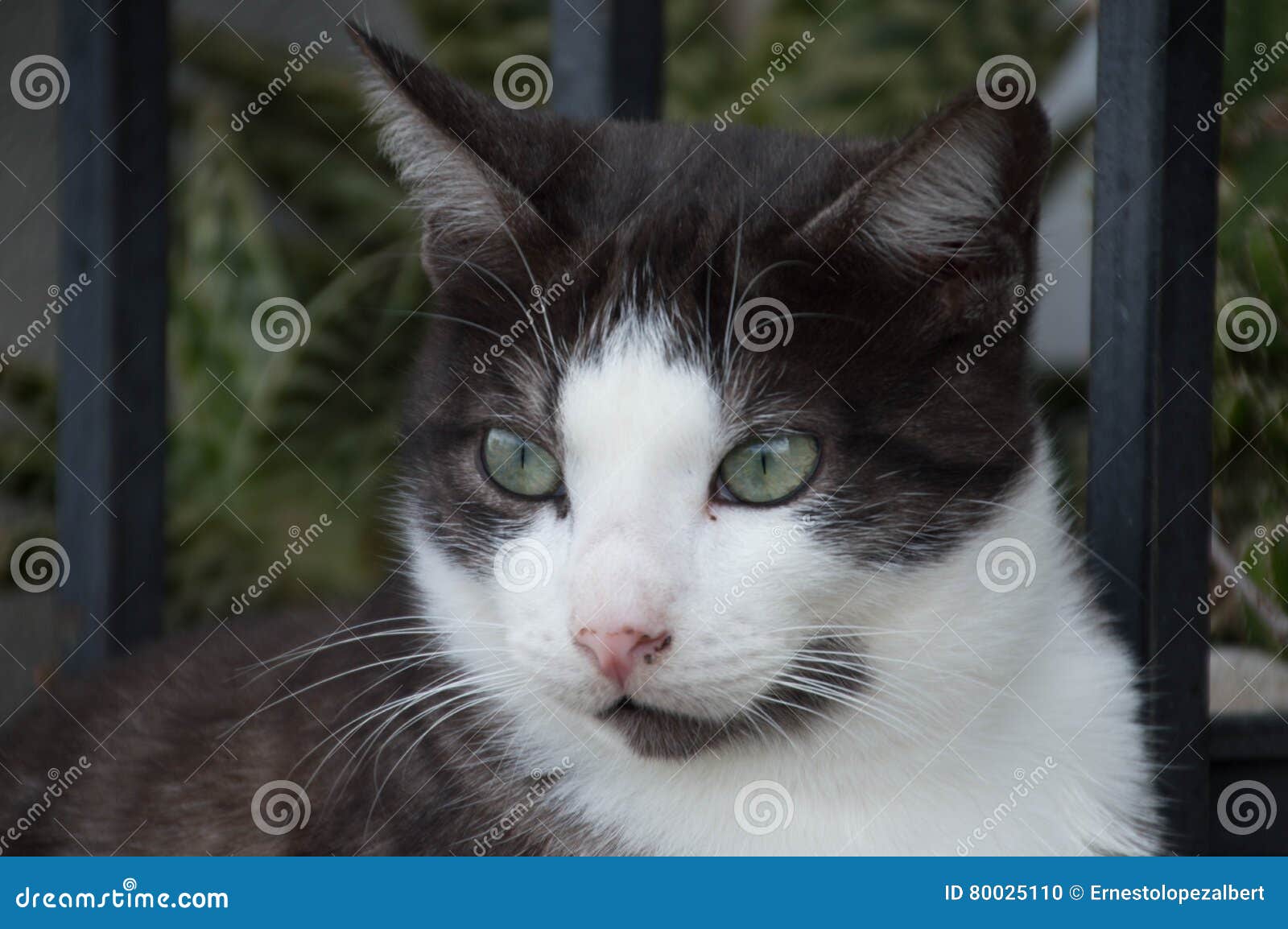 Cat stock photo. Image of eyed, beautiful, nature, eyes - 80025110