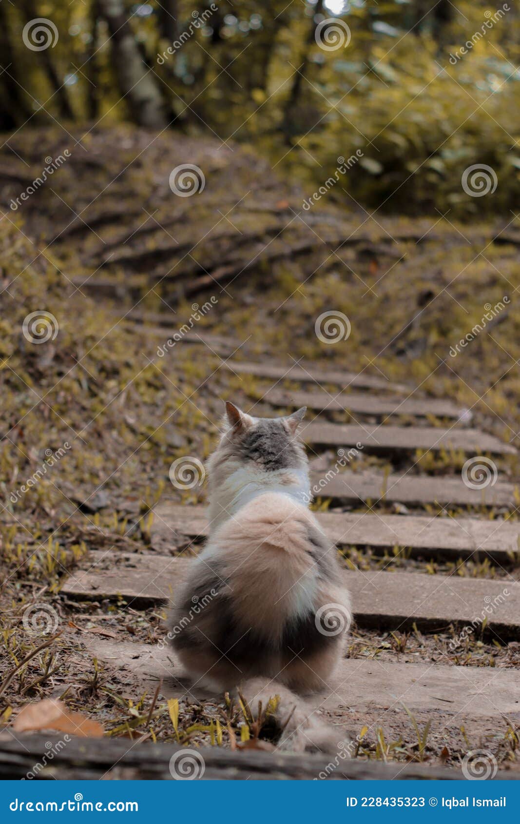 Cat and forest stock image. Image of leaf, forest, carnivore - 228435323