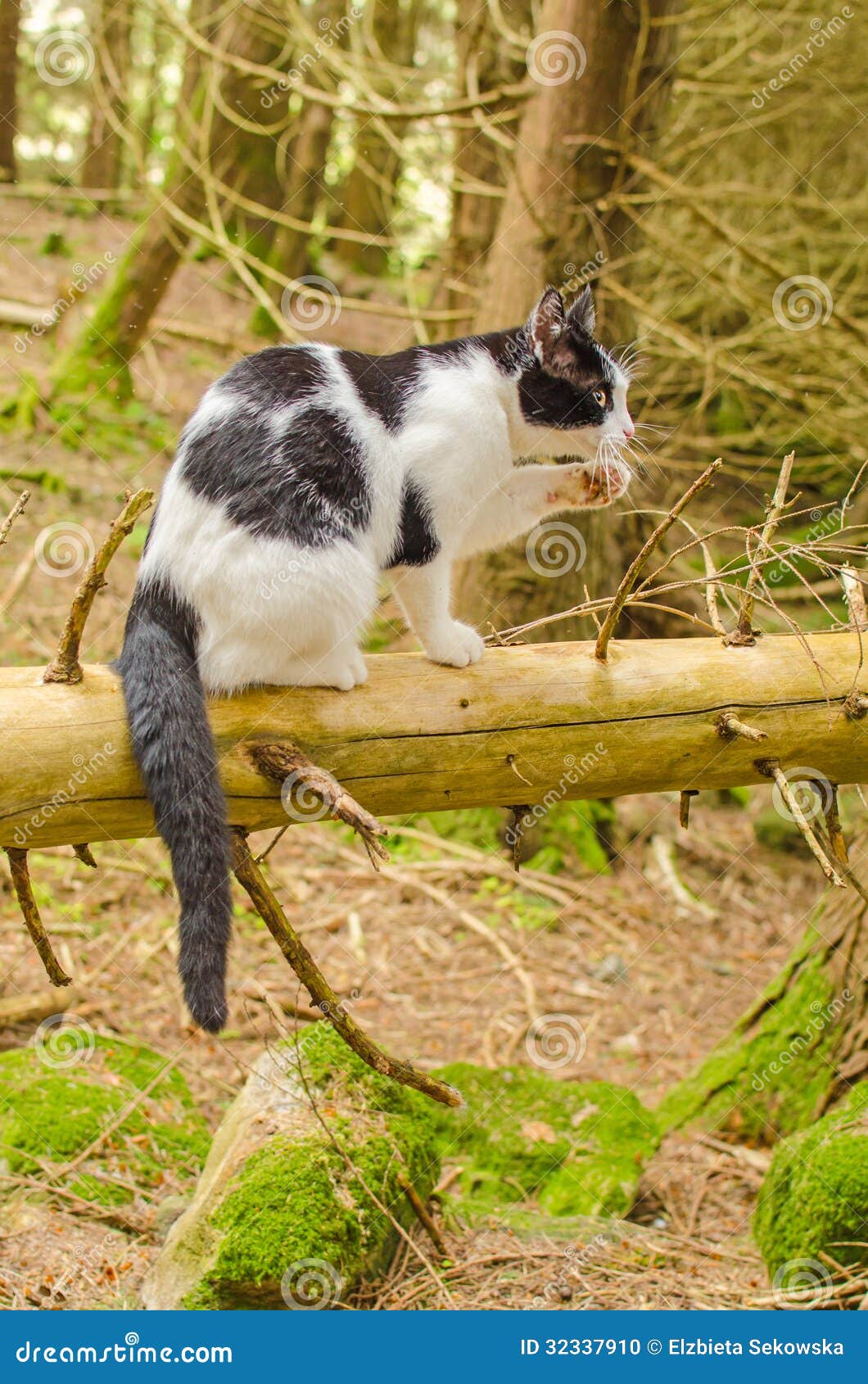Cat in forest stock photo. Image of male, feline, animals - 32337910