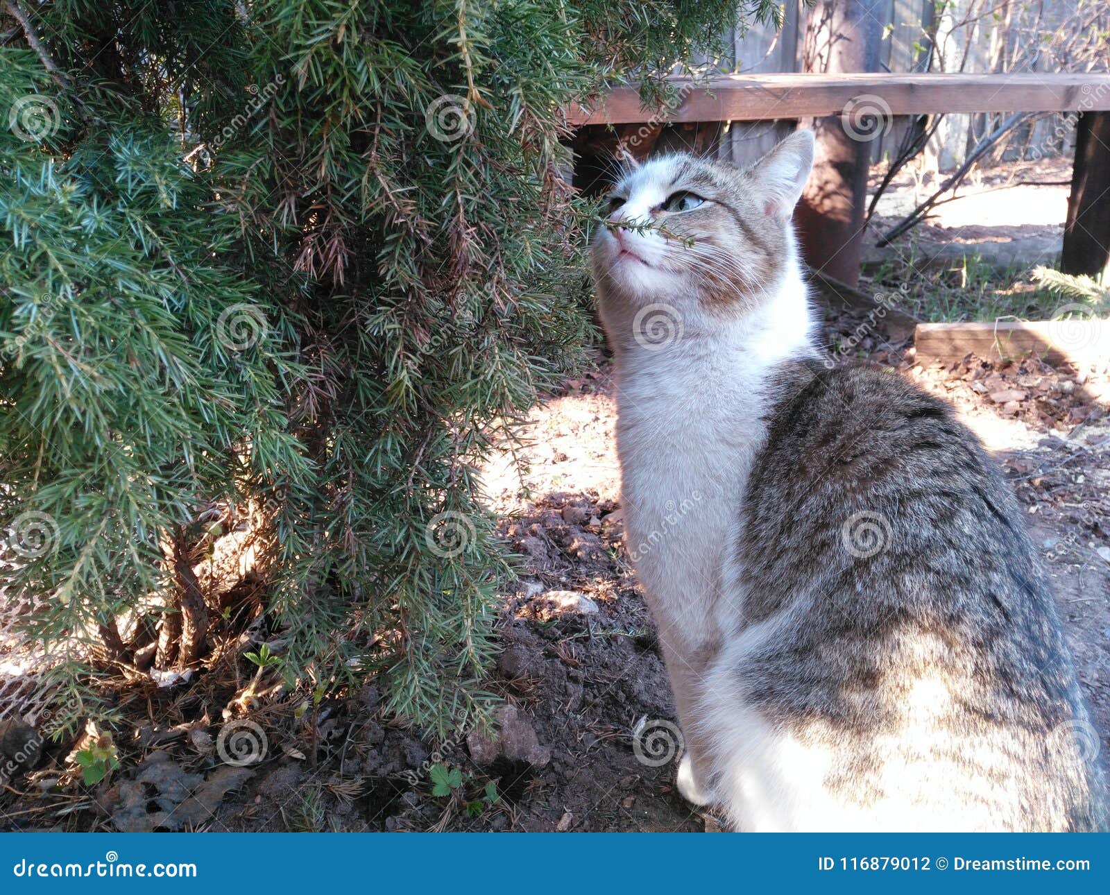 Cat in the Forest Near the Tree. Stock Photo - Image of forest ...
