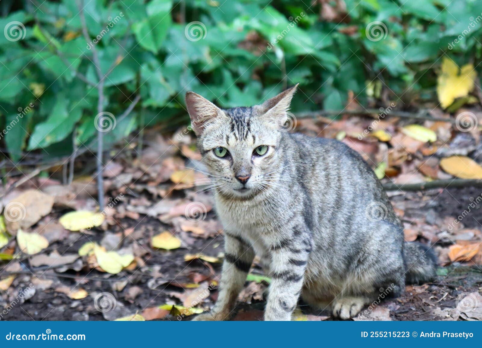 Cat in the forest stock image. Image of nature, mammal - 255215223