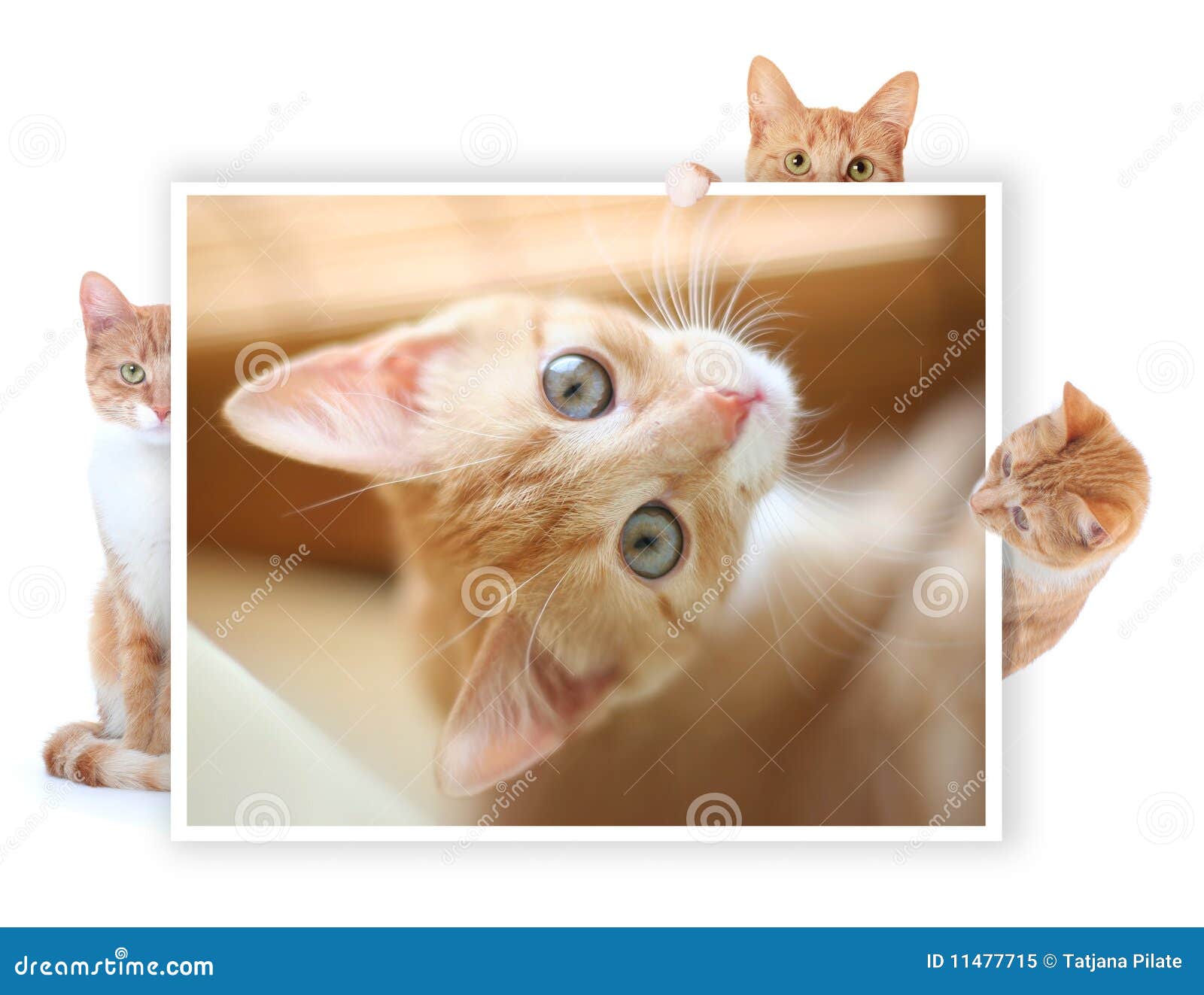 Cat frame stock image. Image of feline, animal, striped - 11477715