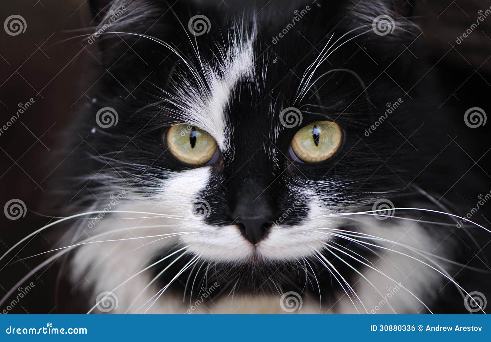 The cat freezes on snow stock photo. Image of rest, winter - 30880336