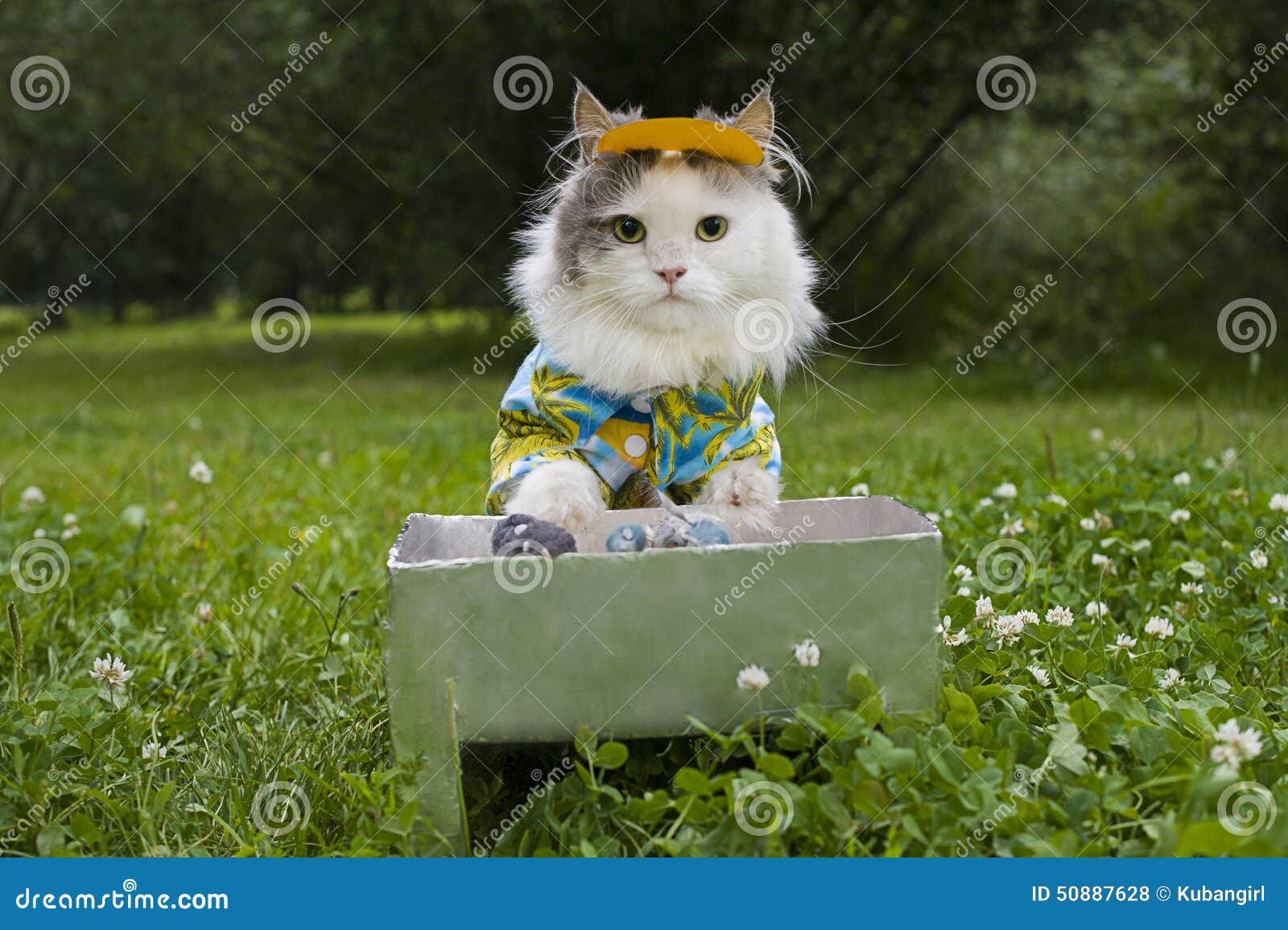 Cat Fries Kebab on the Nature Stock Photo - Image of green, mining ...