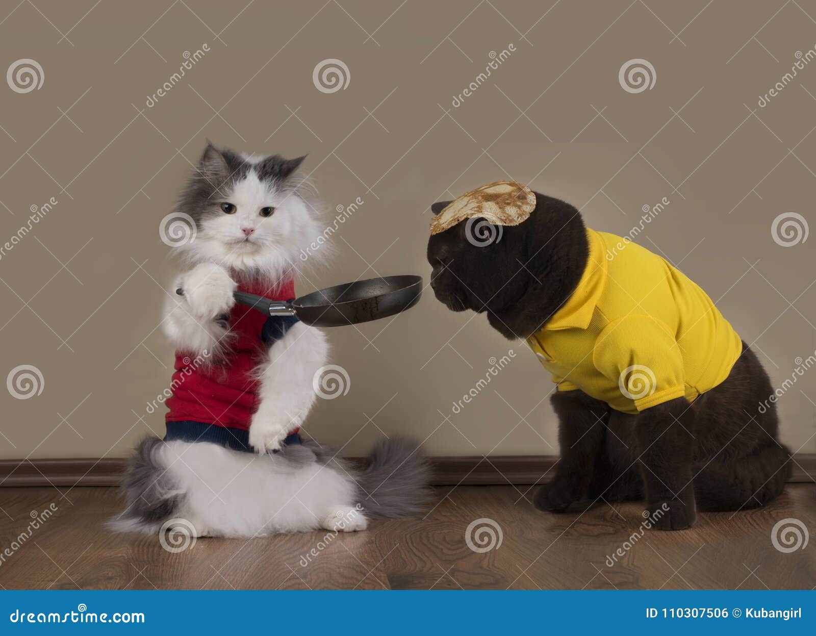 151 Fries Cat Stock Photos - Free & Royalty-Free Stock Photos from ...