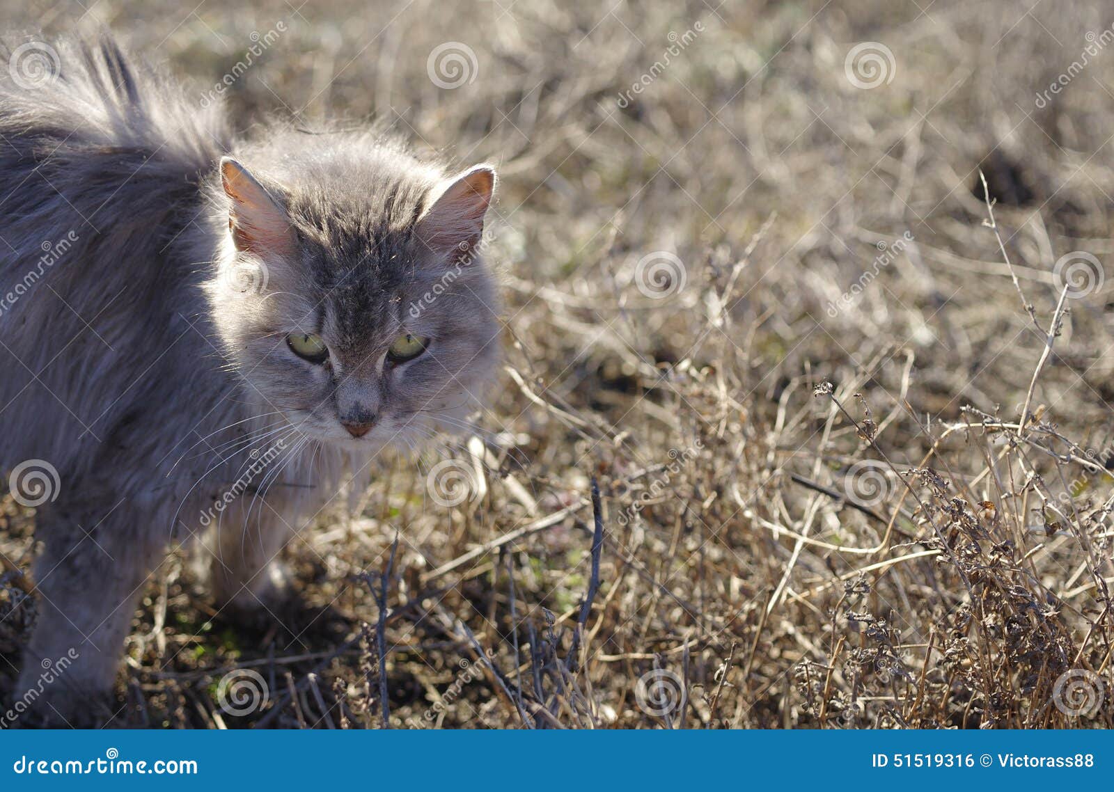 Cat Frightened stock photo. Image of face, frightened - 51519316