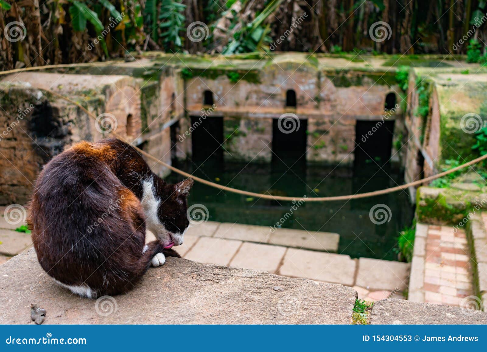 Cat in Front of the Eel Pool at the Ruins of Chellah in Rabat Morocco ...