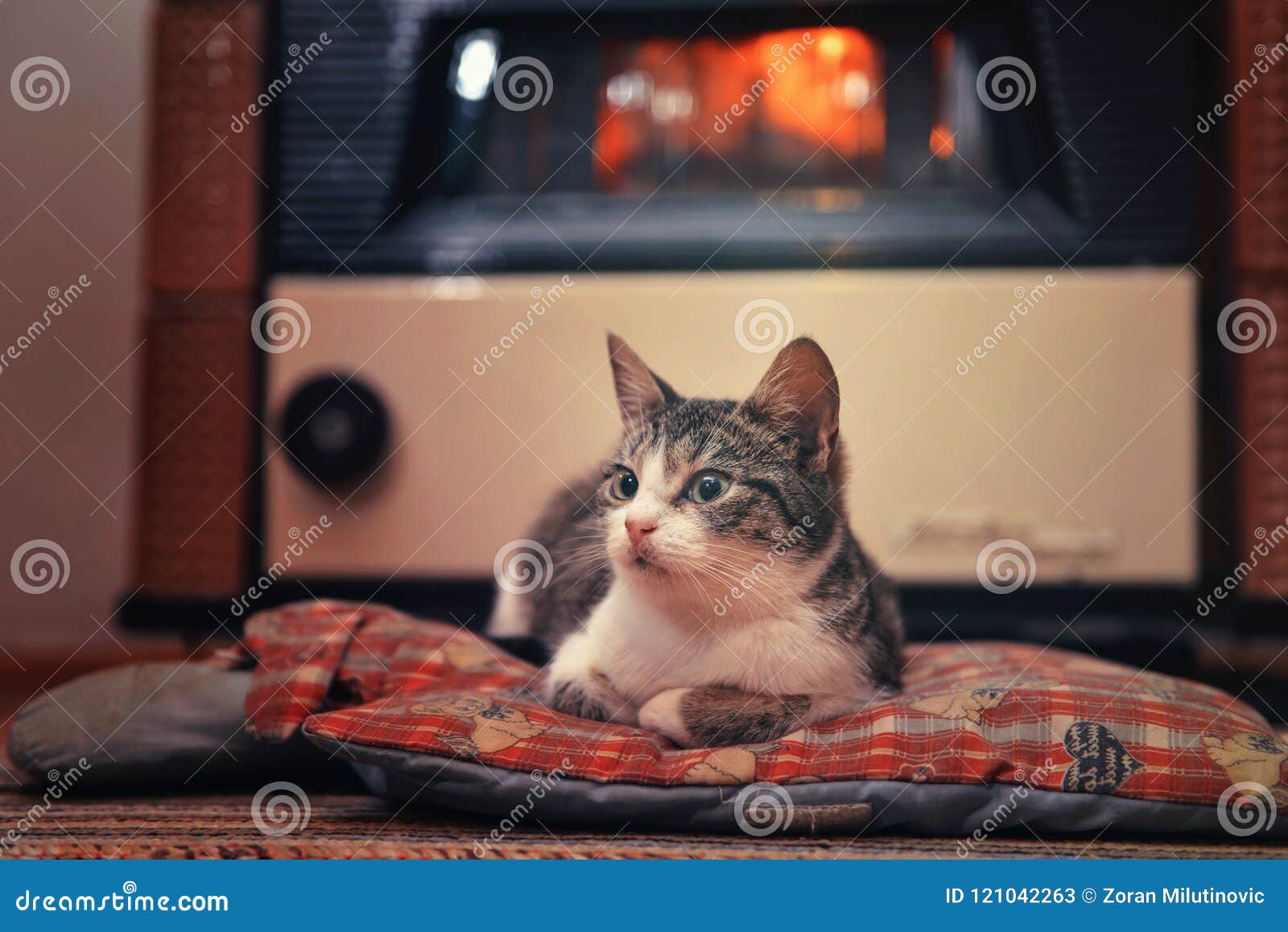 Cat in Front of the Fireplace Stock Image - Image of adorable, felling ...