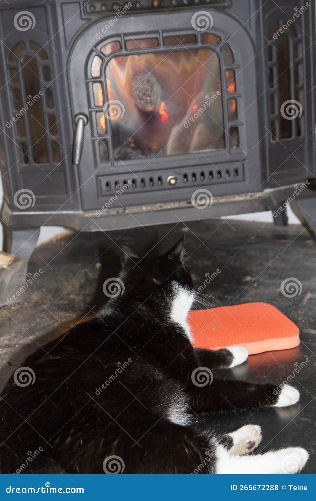 Cat in Front of a Fireplace Stock Photo - Image of face, fire: 265672288
