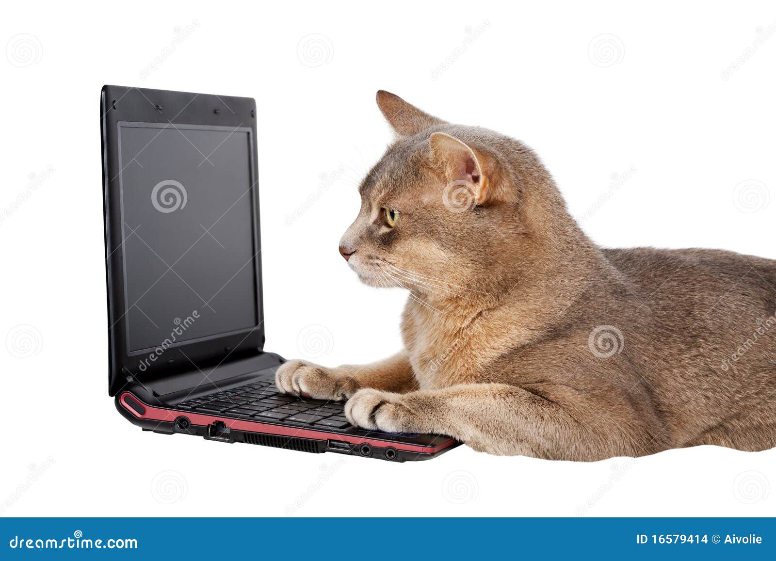 Cat In Front Of Laptop Stock Images - Image: 16579414