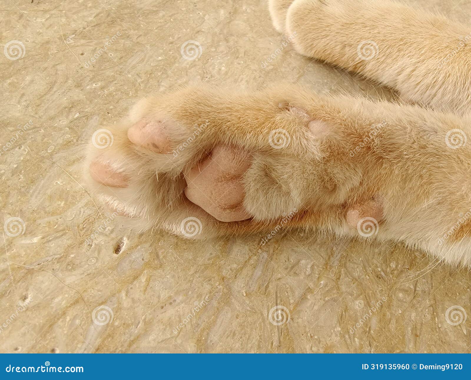 Cat front leg paw pads stock photo. Image of clothing - 319135960