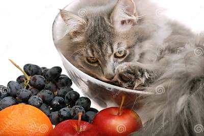 Cat with fruit stock image. Image of food, grapes, fluffy - 14121453
