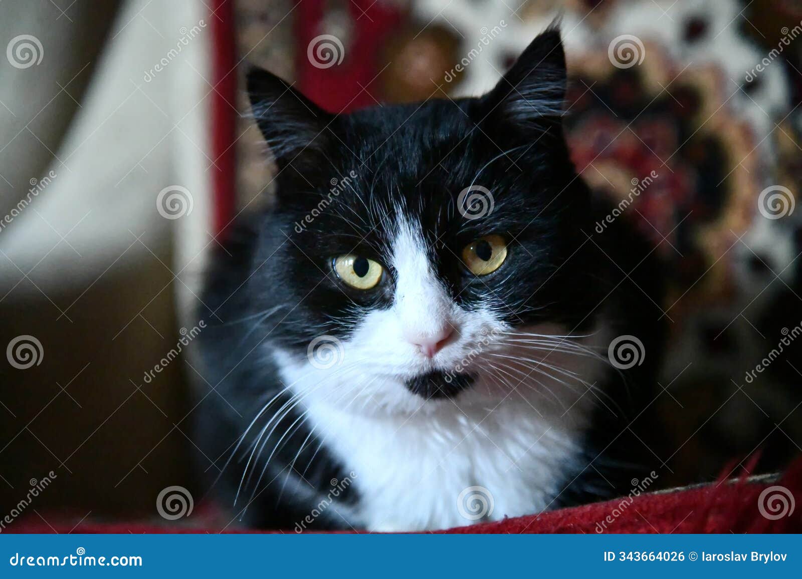 Cat Full Body Looking at Camera, Looking Camera Stock Photo - Image of ...