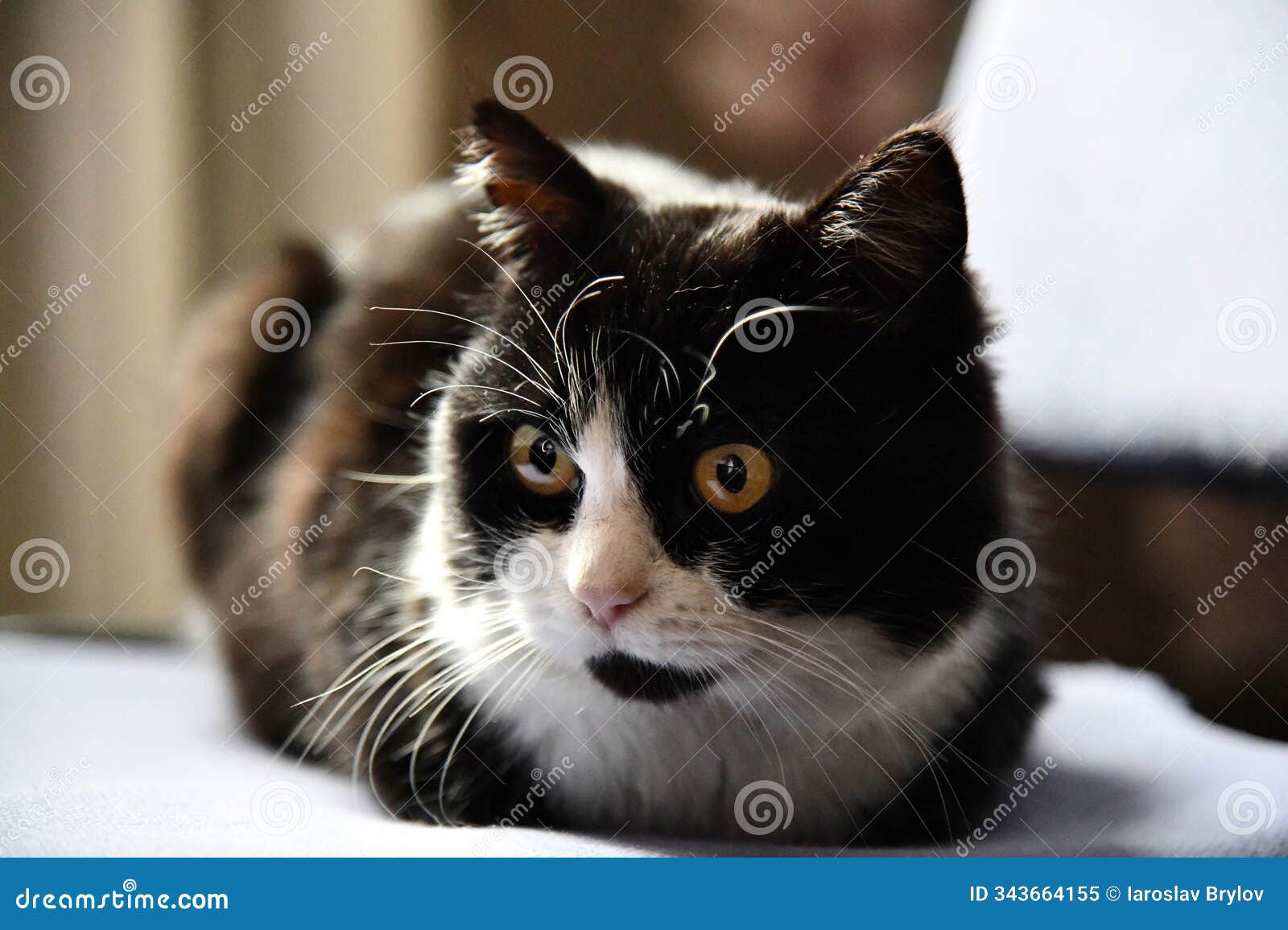 Cat Full Body Looking at Camera, Looking Camera Stock Image - Image of ...