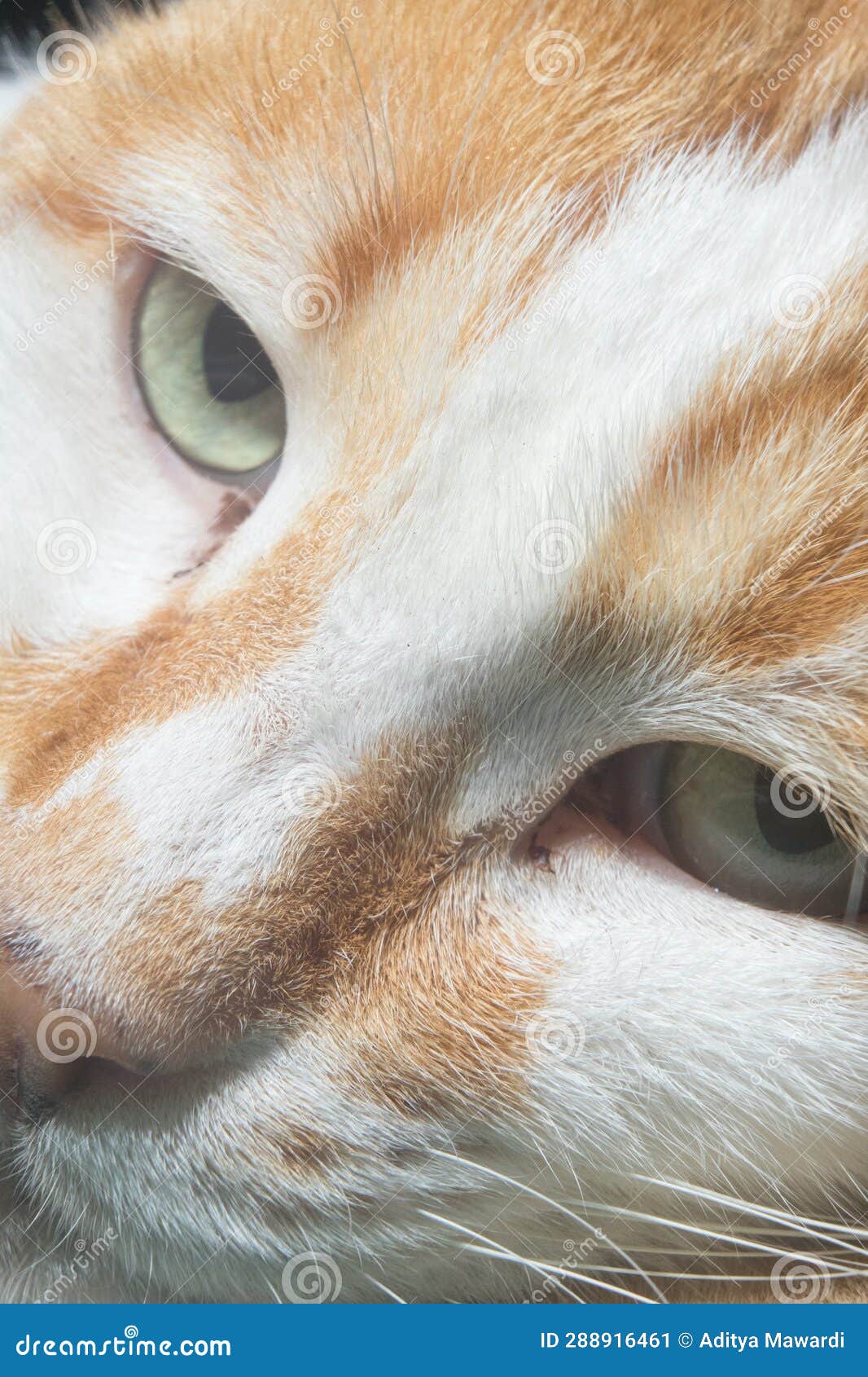 Cat Full Face Closeup Detail Texture Stock Image - Image of think, full ...
