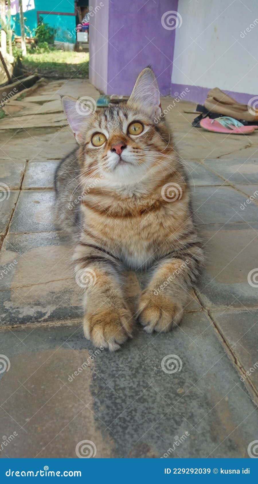 Cat with Full Focus stock image. Image of mammal, whiskers - 229292039