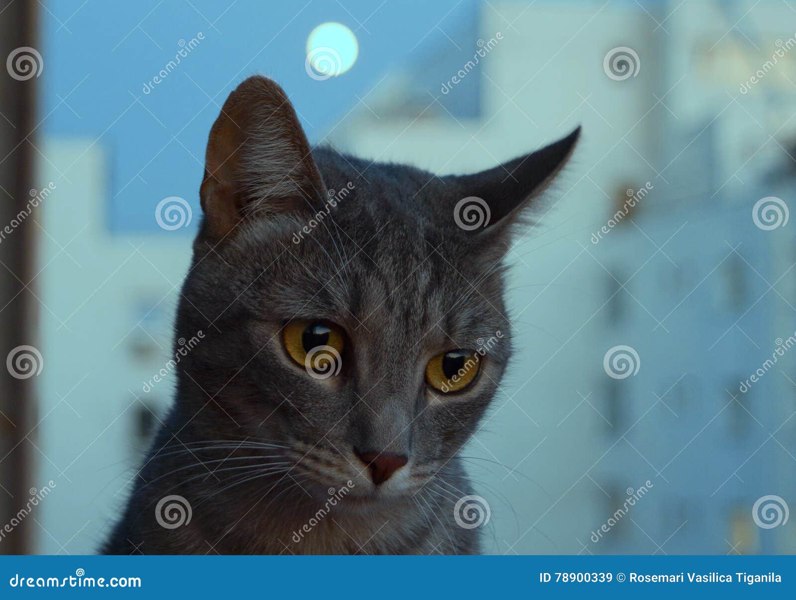 Cat with full moon stock image. Image of outdoor, eyes - 78900339