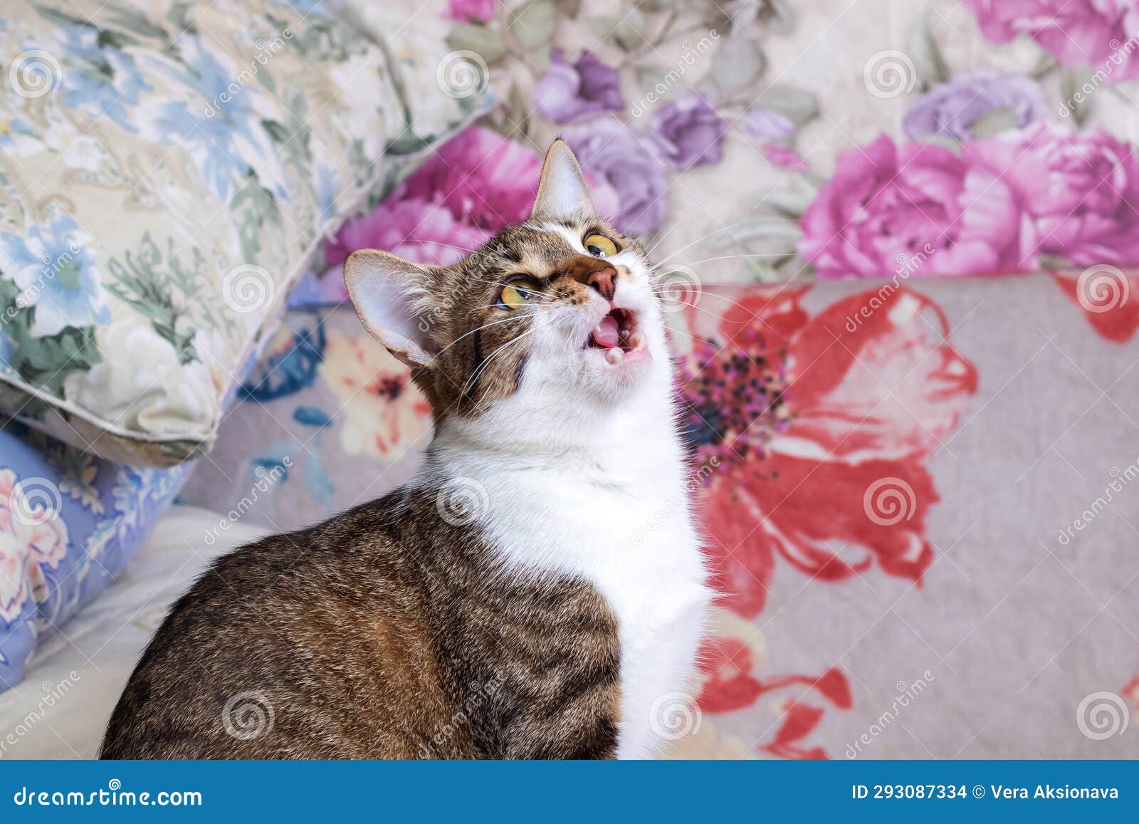 A Cat with a Funny Expression on His Face Stock Photo - Image of mouth ...