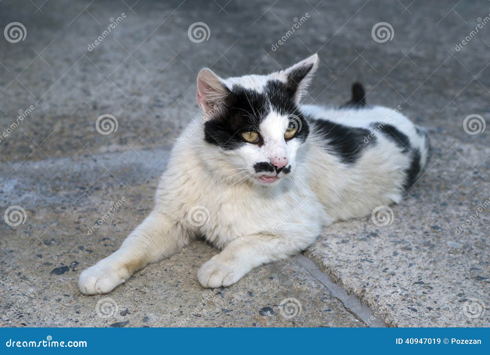 Cat with funny mustache stock image. Image of closeup - 40947019