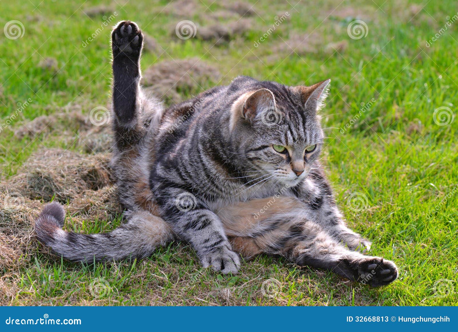 Cat in funny position stock image. Image of looking, gymnastics - 32668813