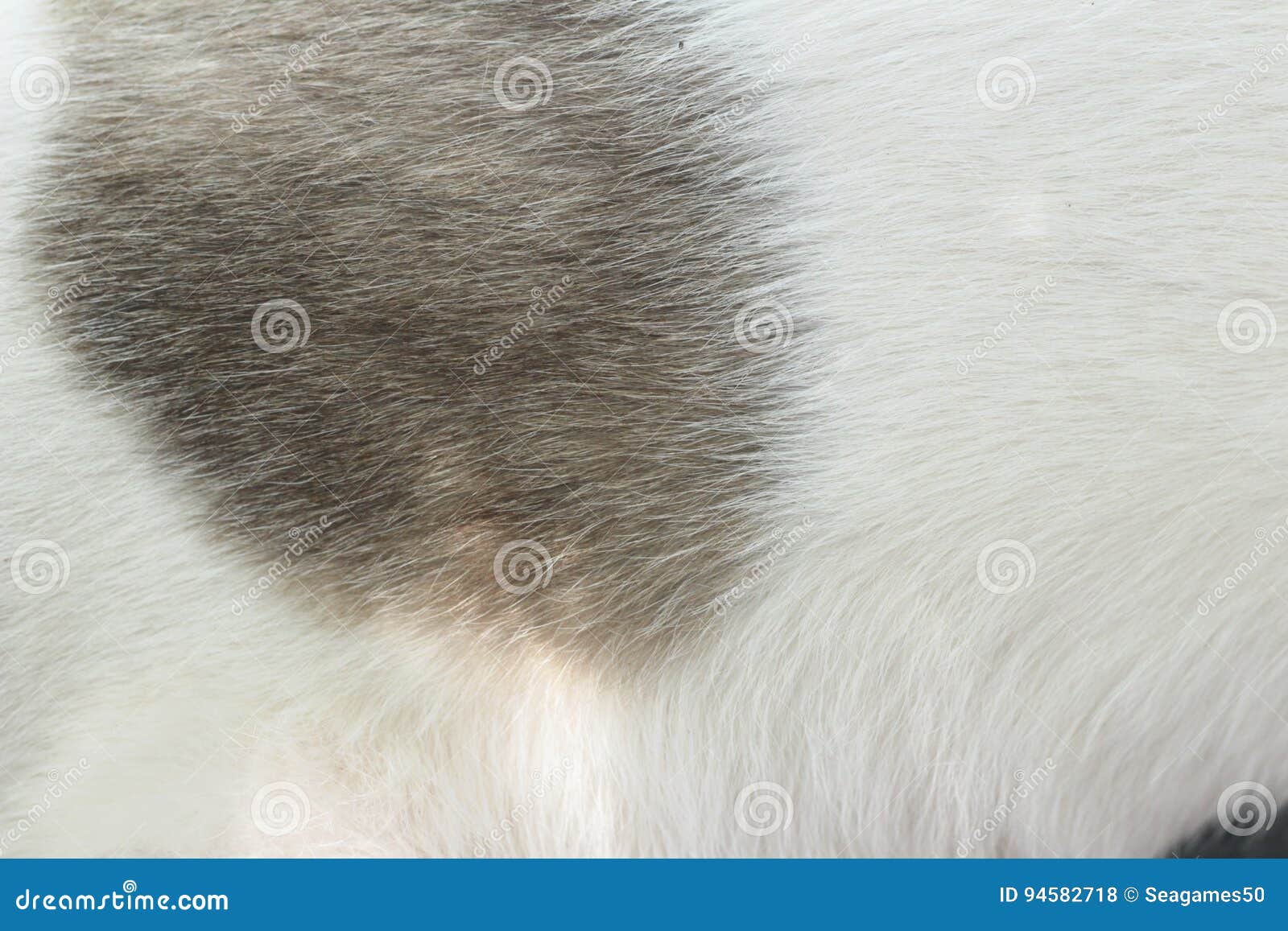 Cat fur background stock photo. Image of lovely, sleeping - 94582718