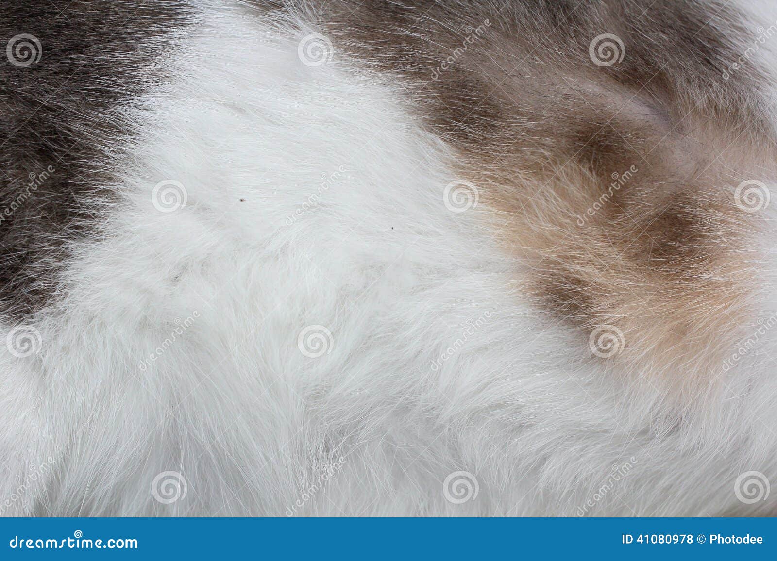 292,008 Cat Fur Background Photos - Free & Royalty-Free Stock Photos ...