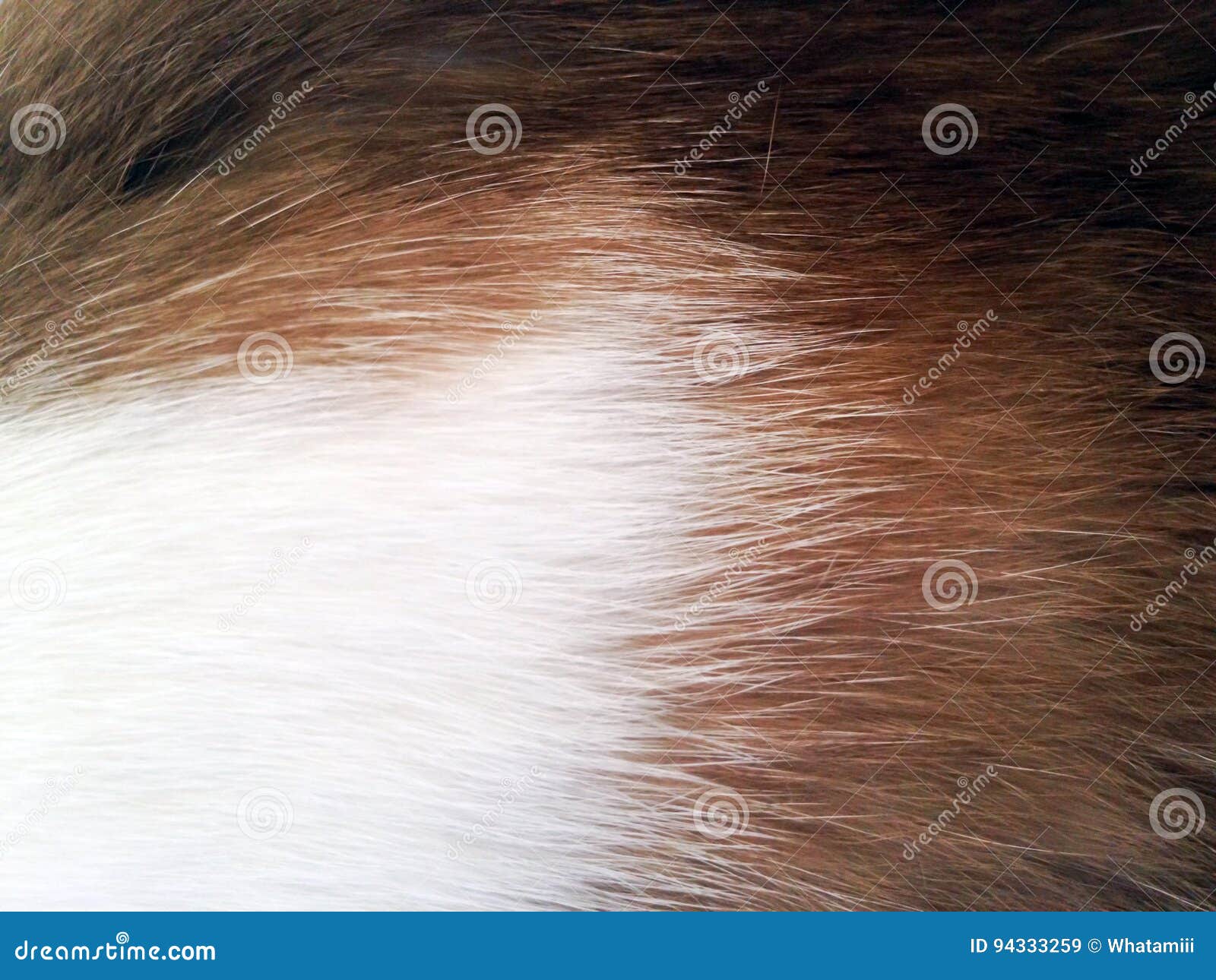 Cat fur skin texture stock image. Image of home, cats - 94333259