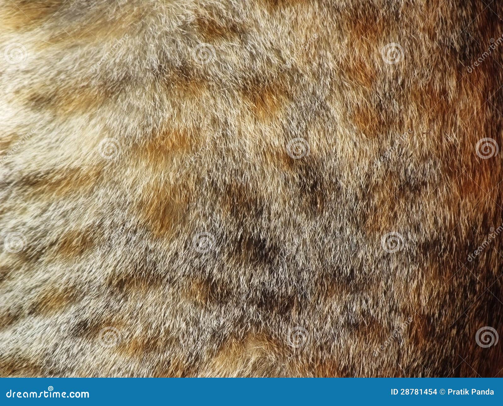 Cat fur texture stock photo. Image of skin, hair, texture - 28781454