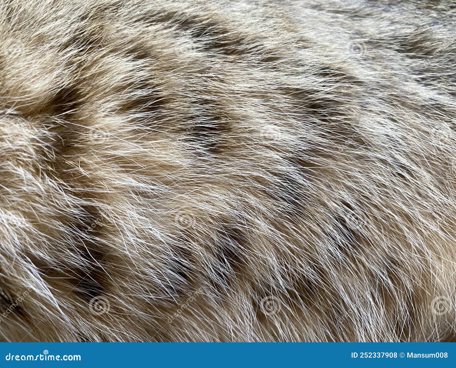 Cat fur texture background stock photo. Image of portrait - 252337908