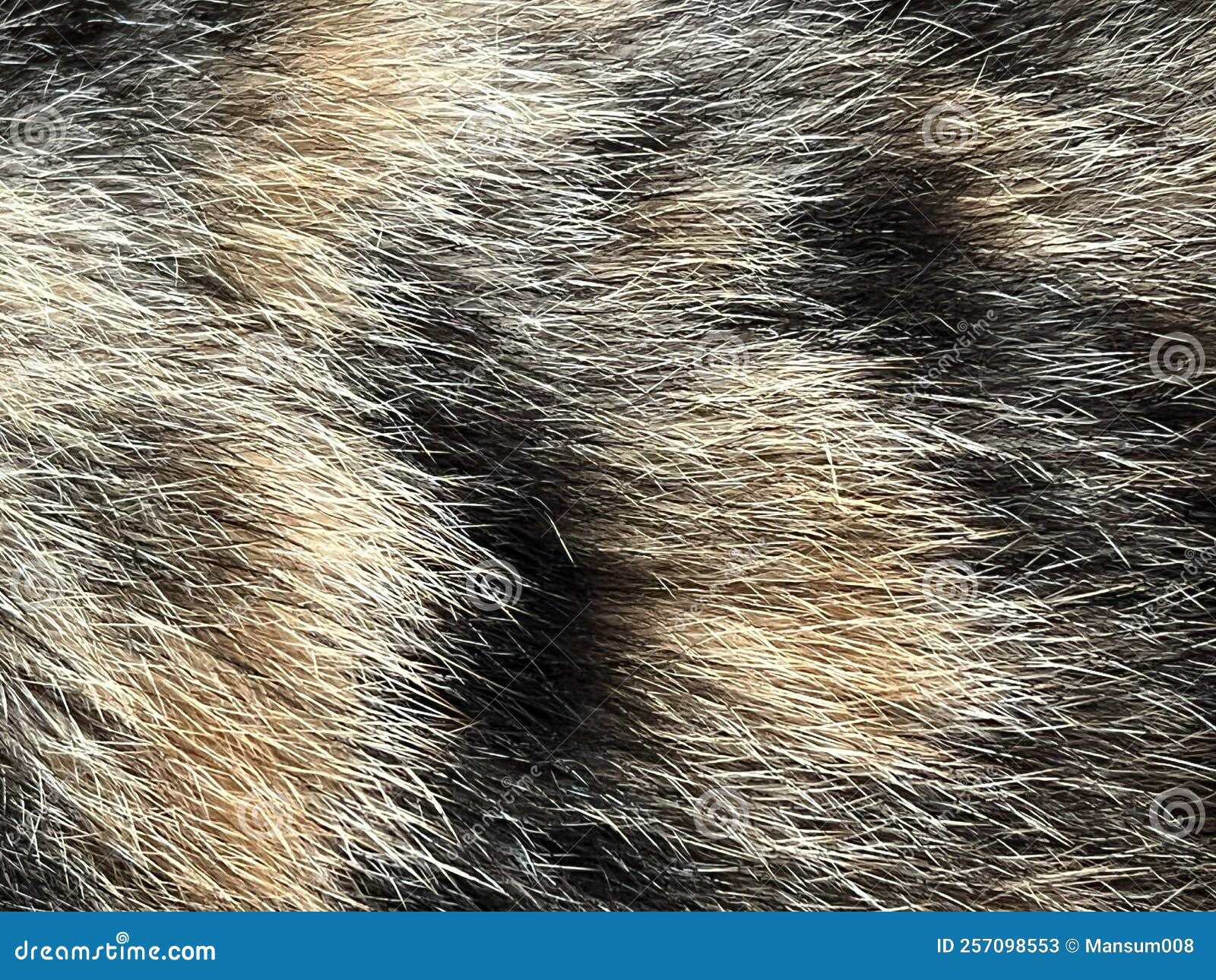 Cat fur texture background stock image. Image of design - 257098553