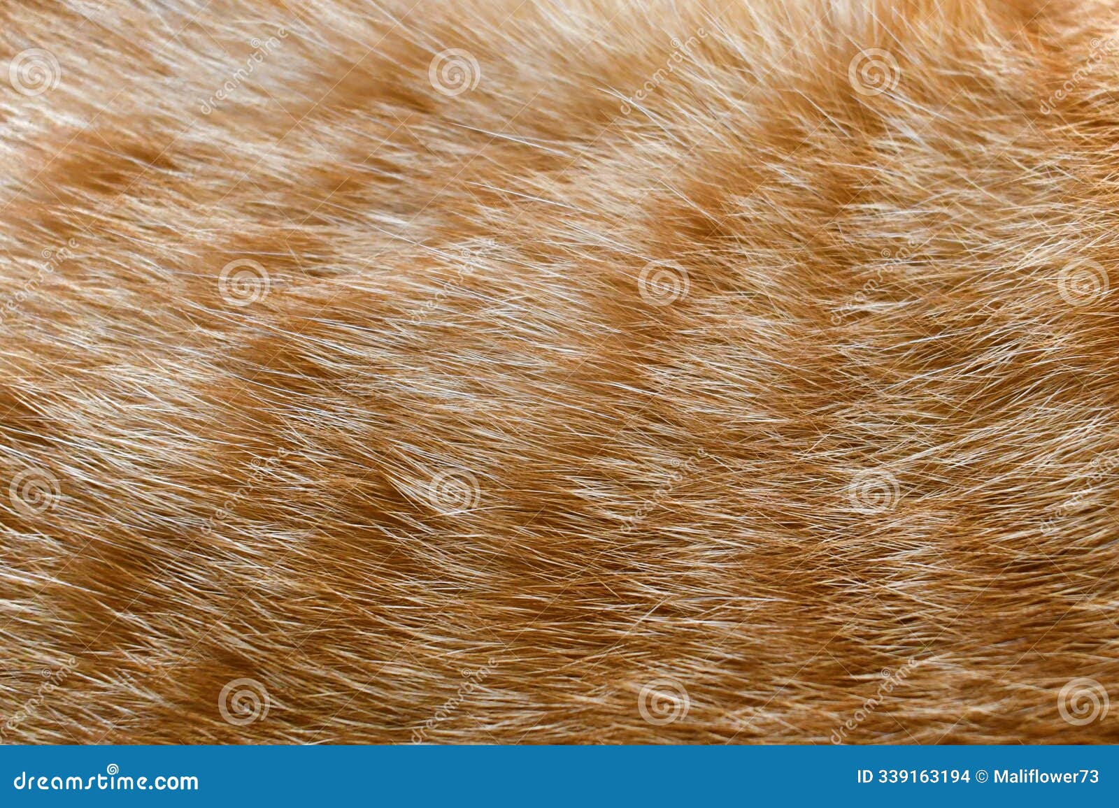 Cat Fur Texture Background. Ginger Cat Fur Texture Stock Photo - Image ...