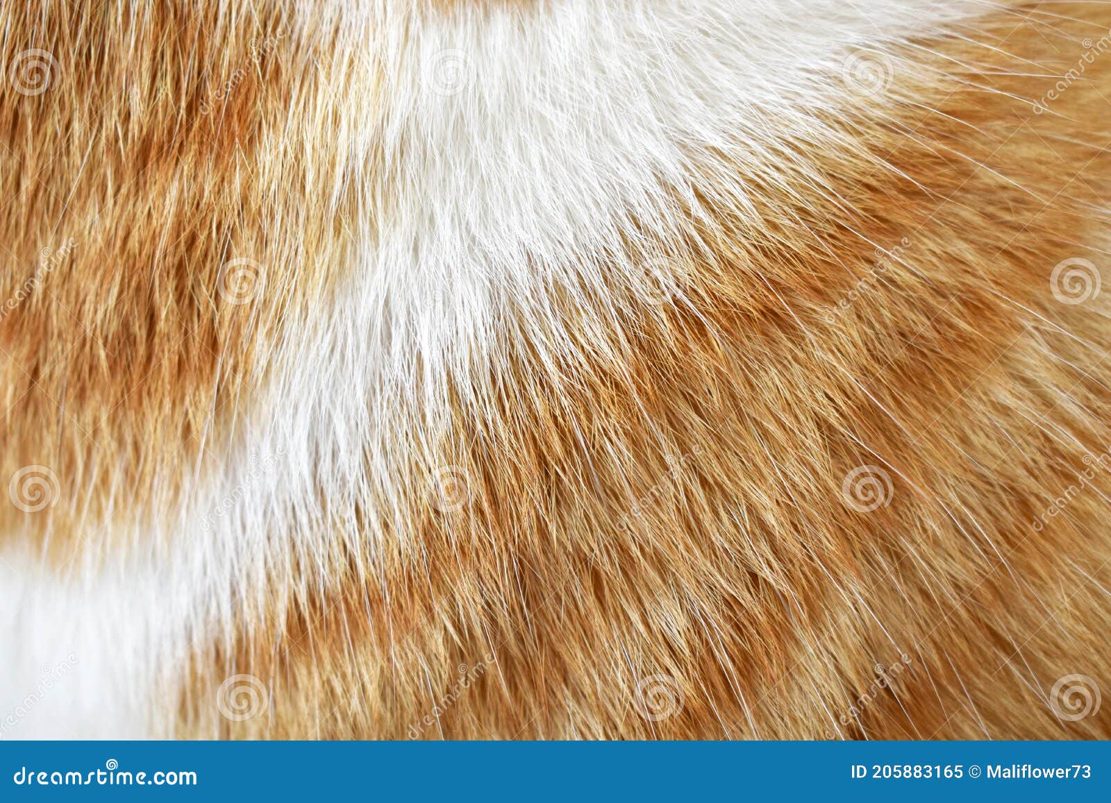 Cat Fur Texture Background. Orange or Ginger and White Cat Coat ...