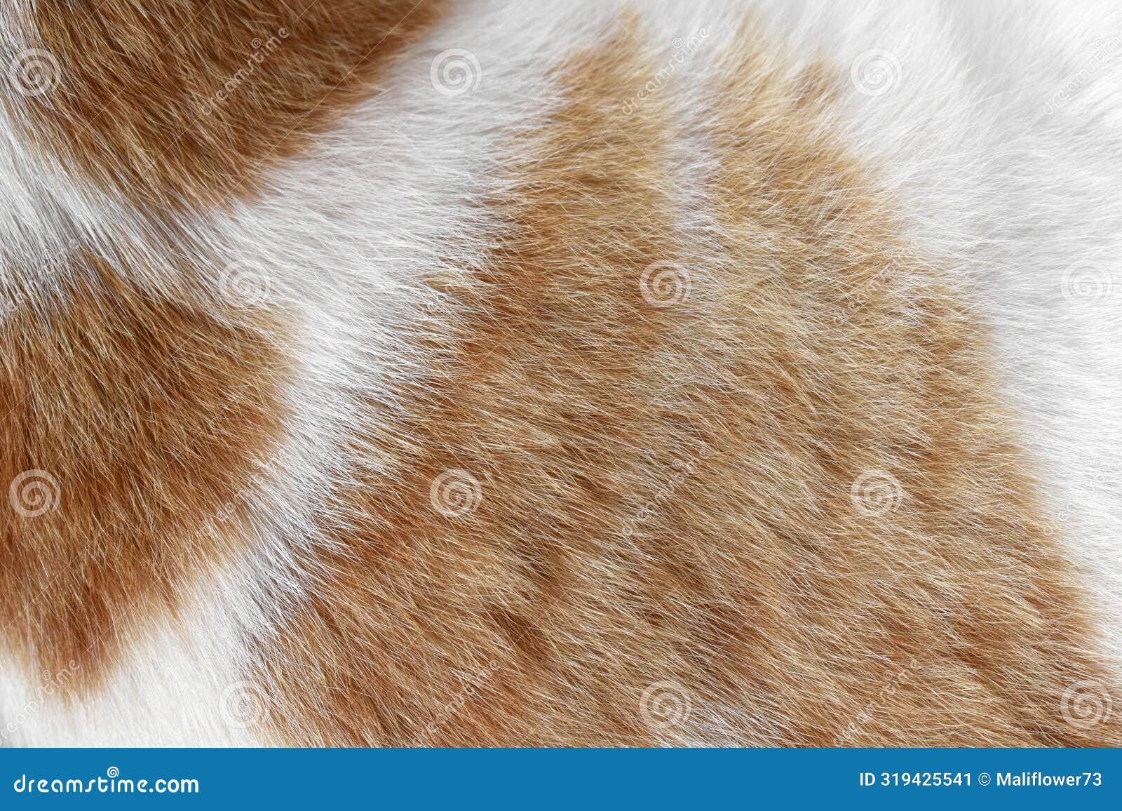 Cat Fur Texture Background. Pet Coat Backdrop. Stock Image - Image of ...