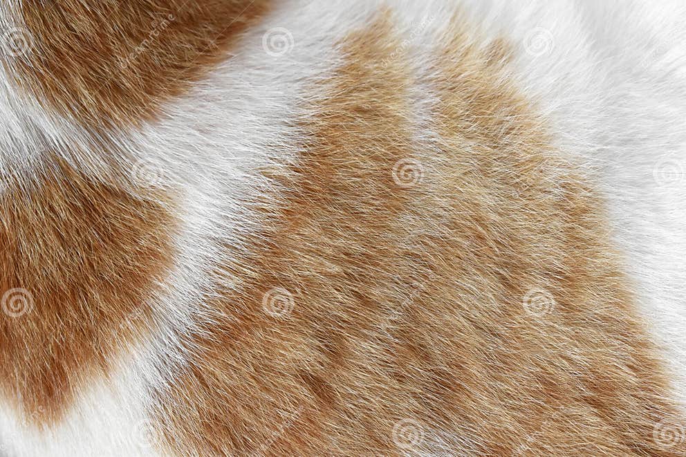 Cat Fur Texture Background. Pet Coat Backdrop. Stock Image - Image of ...