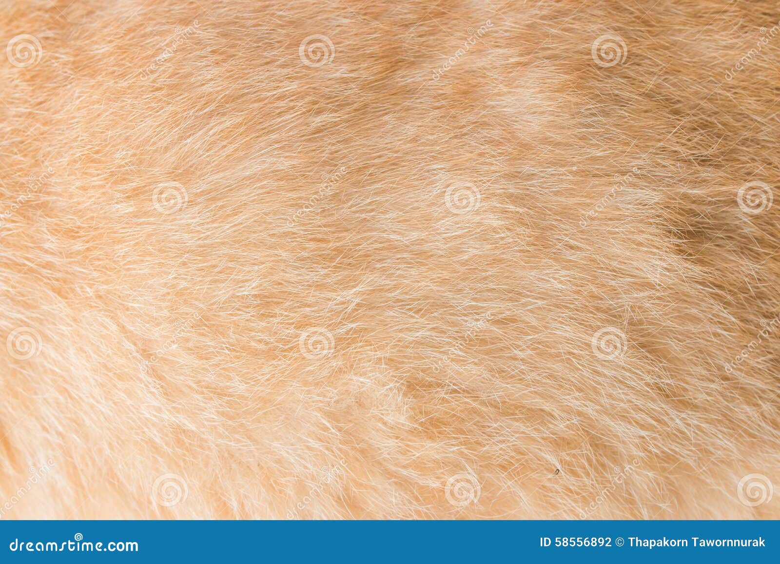 Cat fur texture stock photo. Image of adorable, abstract - 58556892