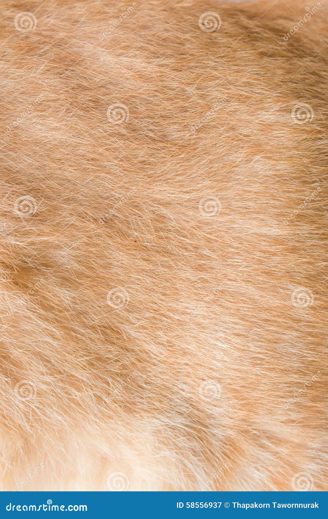Cat fur texture stock image. Image of furry, adorable - 58556937