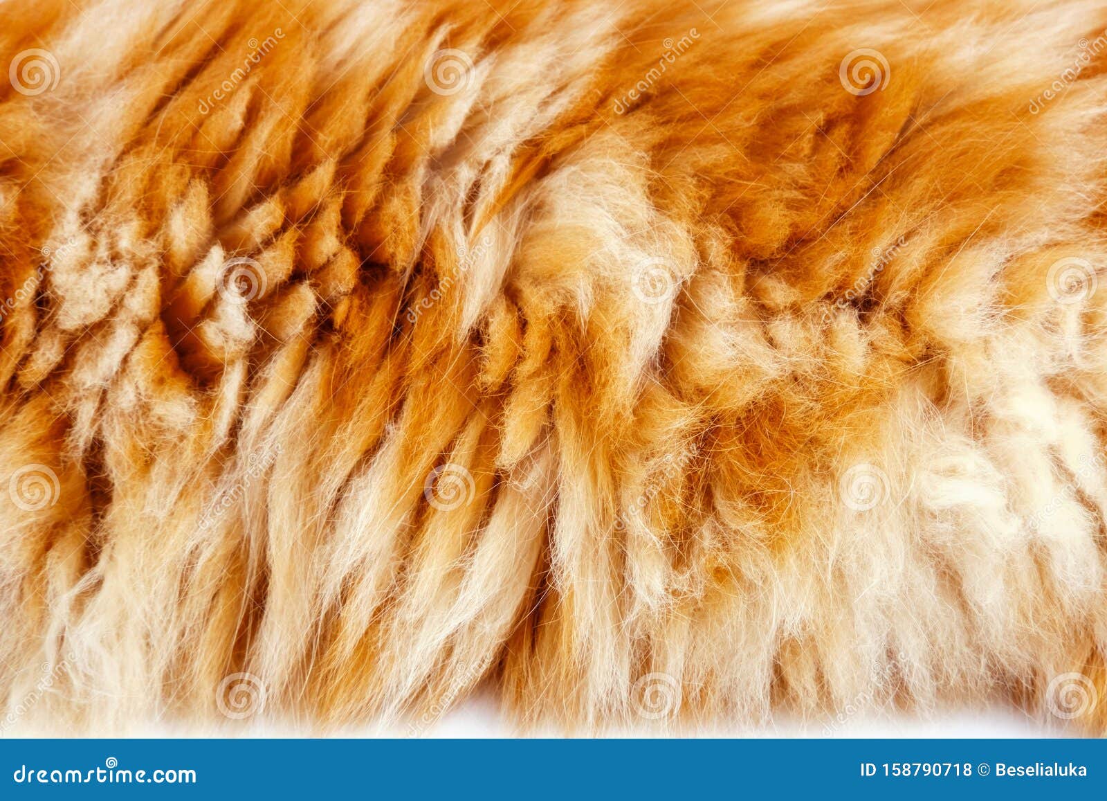 Cat fur texture stock photo. Image of ginger, long, closeup - 158790718