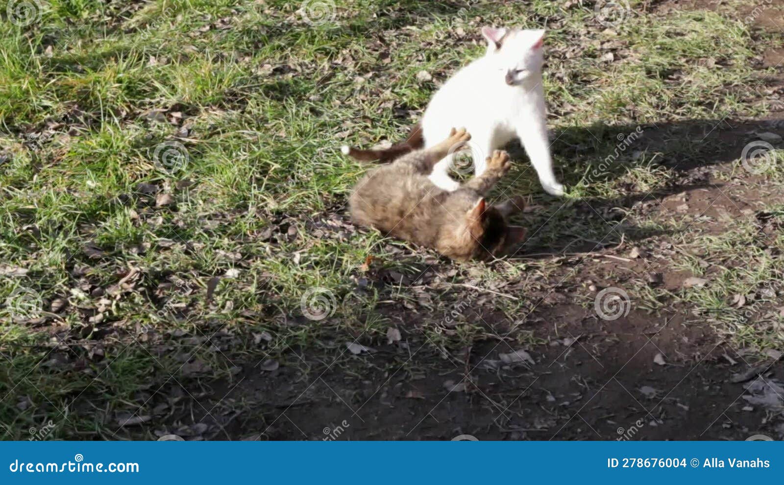 Cat game stock footage. Video of adorable, gamer, isolated - 278676004