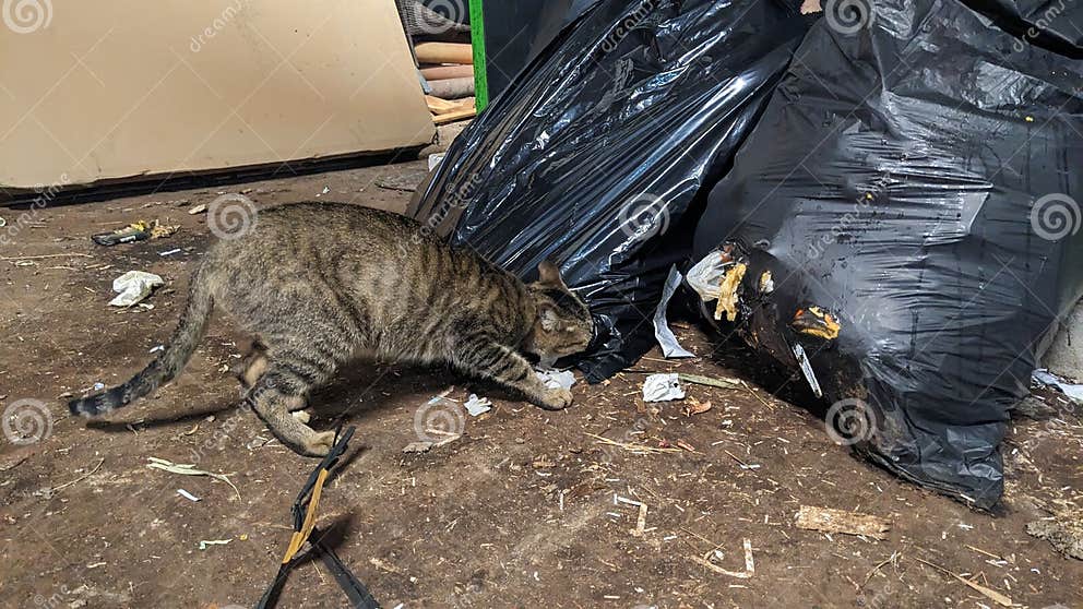 Cat in garbage stock photo. Image of ignore, black, nose - 286896706